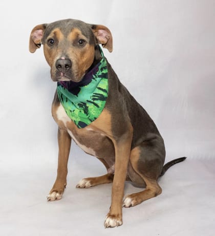 Meet Olive & Other Adoptable Pets at the Salina Animal Shelter