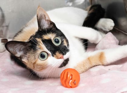 Meet Tracy & Other Adoptable Pets at the Salina Animal Shelter