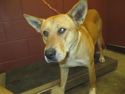 Salina Animal Shelter Dog of the Week: Meet Emma, a Gentle Soul Looking ...