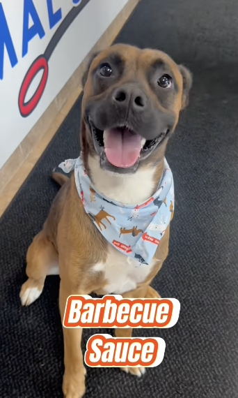 Salina Animal Services Seeks Home for Adoptable Dog 'Barbecue Sauce'