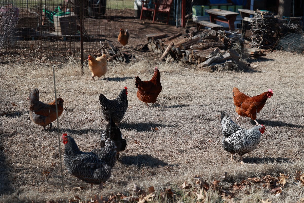 City of Salina Updates Chicken Ordinance