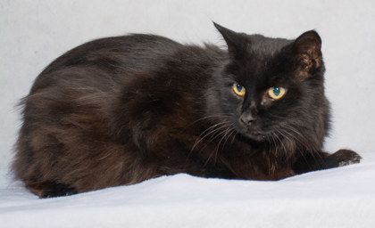 Meet Berta and Other Adoptable Pets at Salina Animal Services