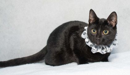 Meet Toby & Other Adoptable Pets at Salina Animal Services